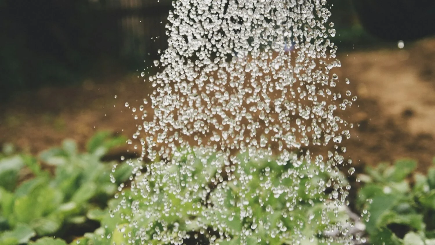 Signs You Have Overwatered Your Plants | Identify & Save Them — O'Neill ...