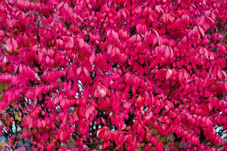 The Burning Bush Shrub | Is This Fall Plant Right for You? — O'Neill ...