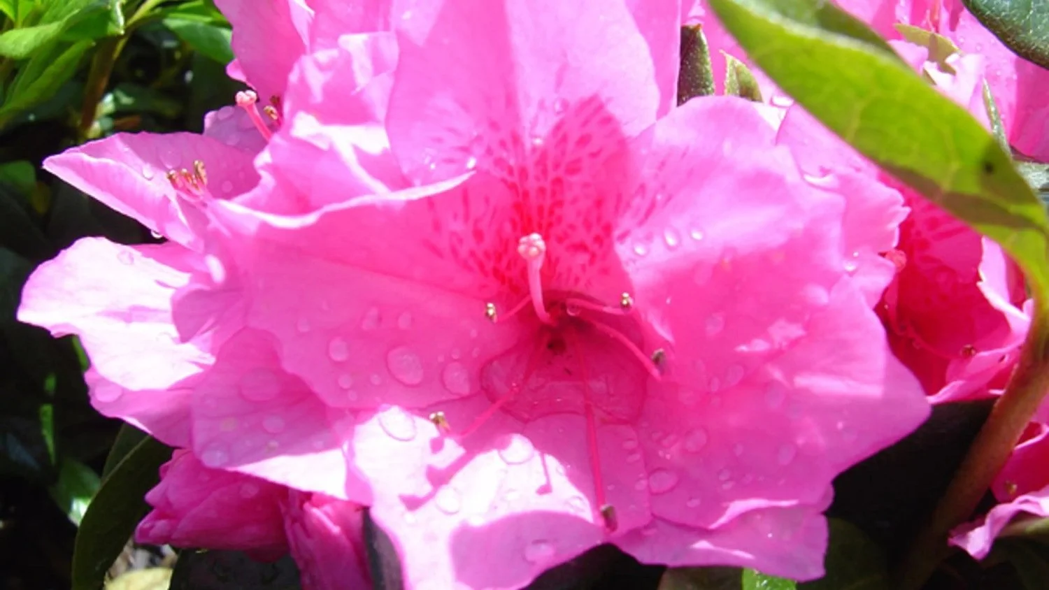 Pink Ruffle Azalea Facts — O'Neill Landscape Group