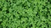 Clover Lawn Pros and Cons: Is It Right for Your Yard? — O'Neill ...