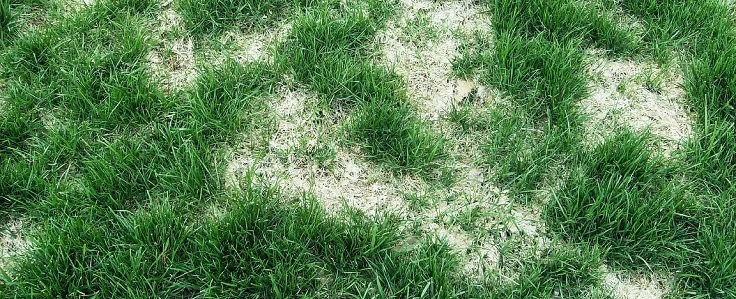 Grass Mold: A Hidden Threat to Your Lawn's Health | O'Neill Landscape Group