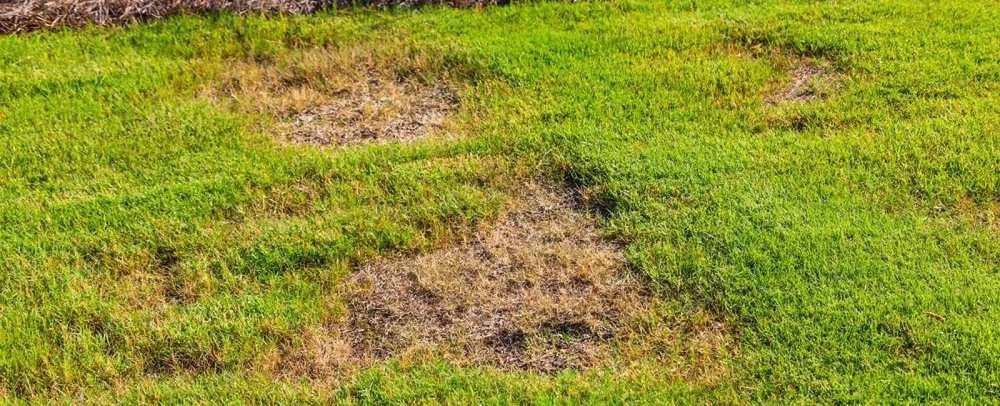 Dethatching Lawn: The Ultimate Guide to a Healthier Yard — O'Neill ...