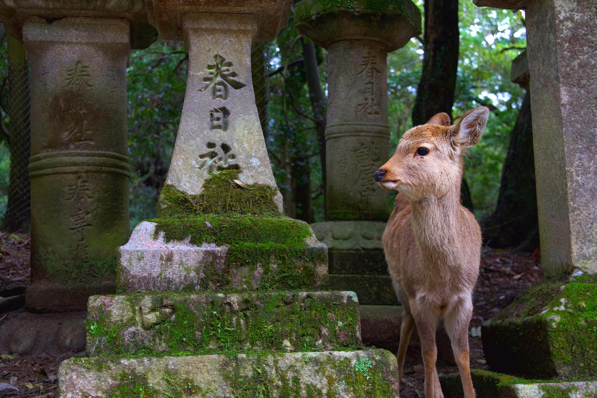 The Perfect Day Trip to Nara from Osaka or Kyoto [What to See, Do, and ...