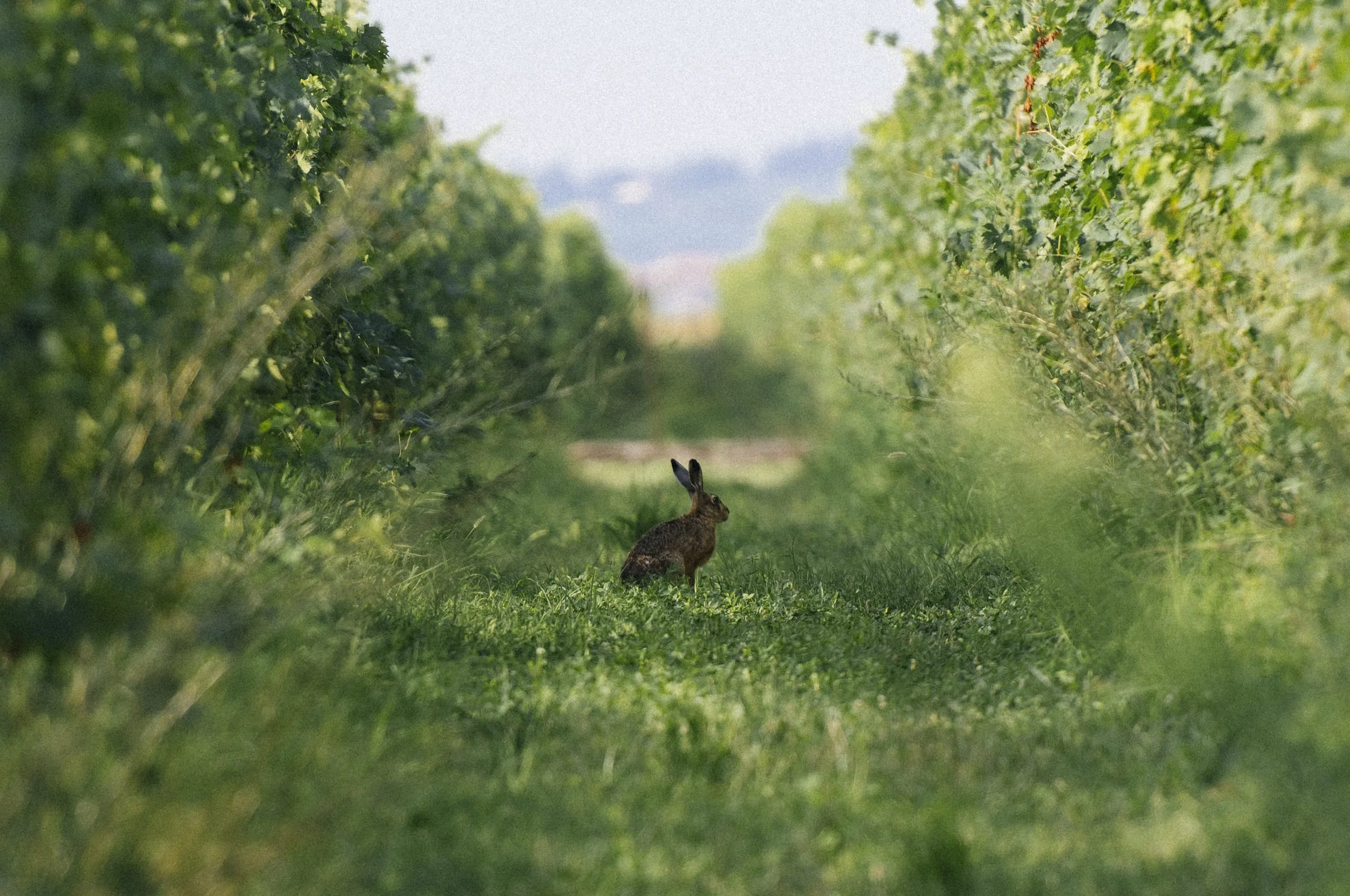 Home — Dimora Buglioni