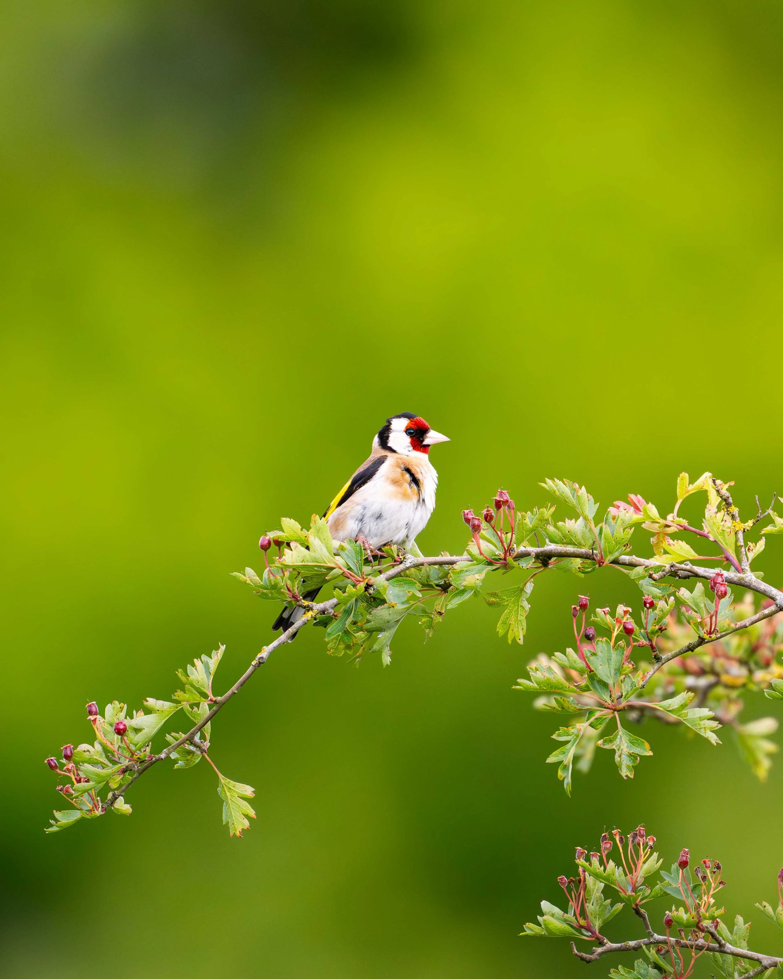 Tice’s Meadow – Bird Photography & Wetland Wildlife in Surrey ...