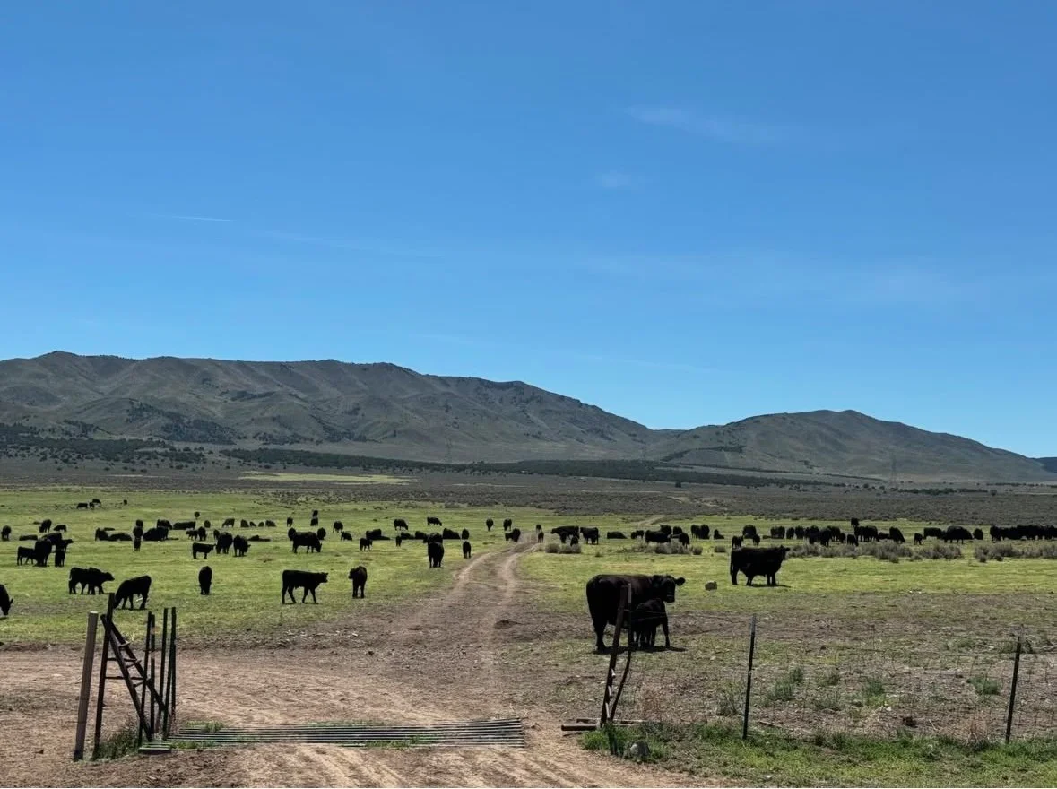 Carson Meats | High-Quality Grass-Fed & Mountain Raised Beef | Beef ...