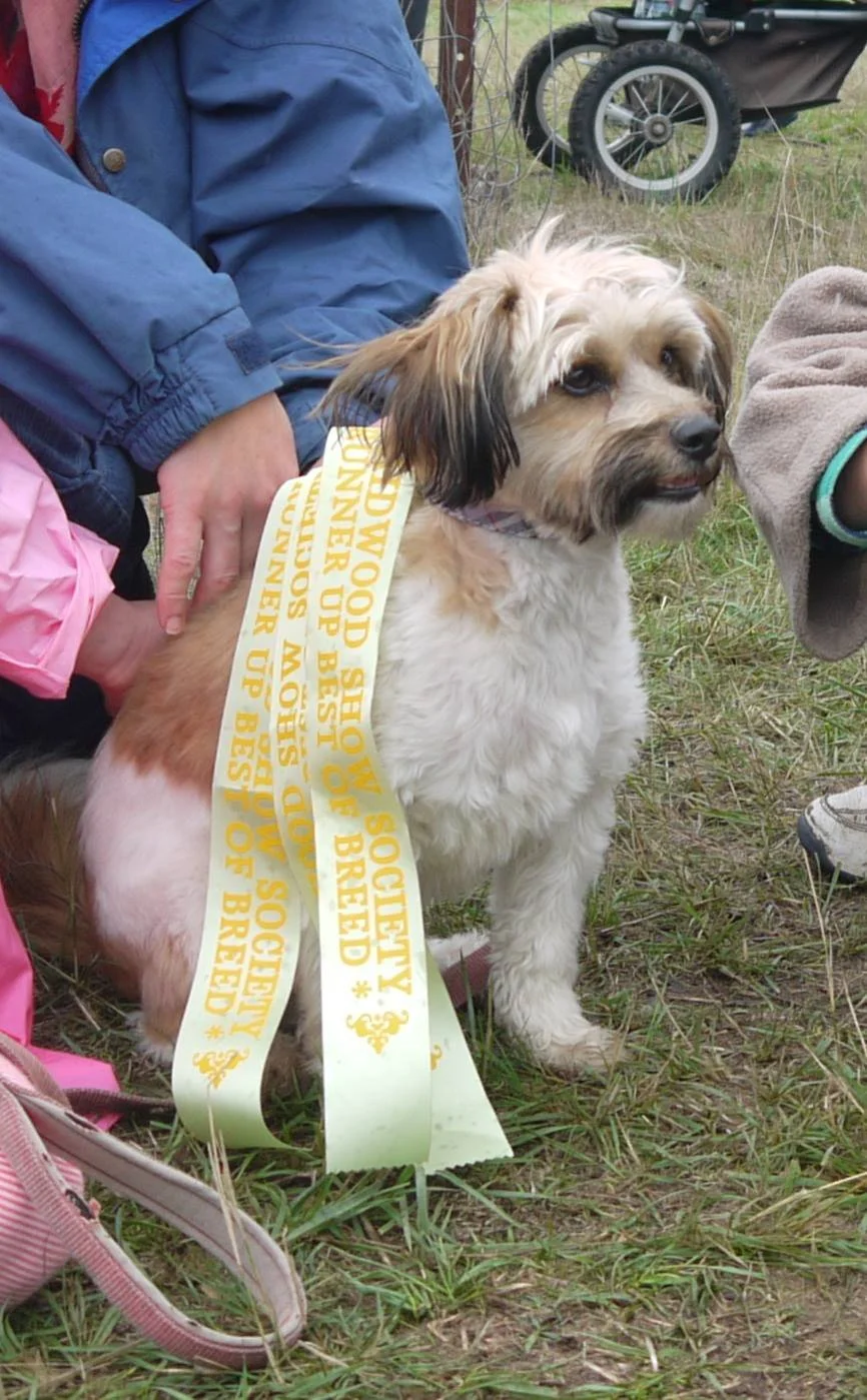 Competitions — Braidwood Show