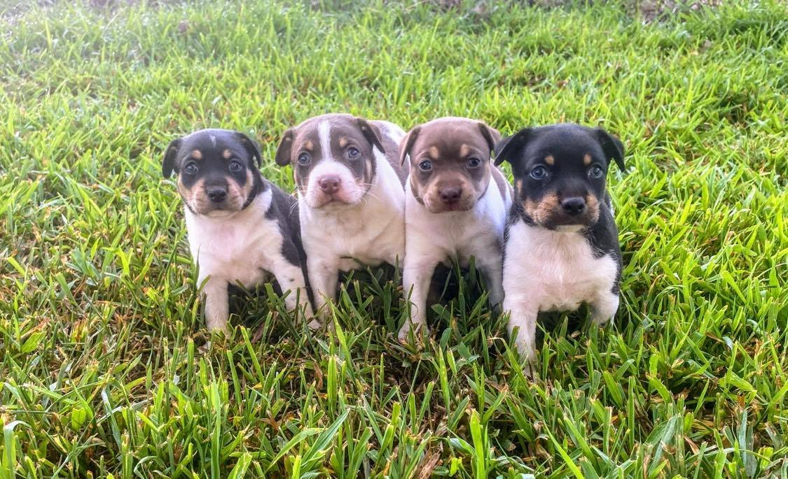 NorthWoods Rat Terriers