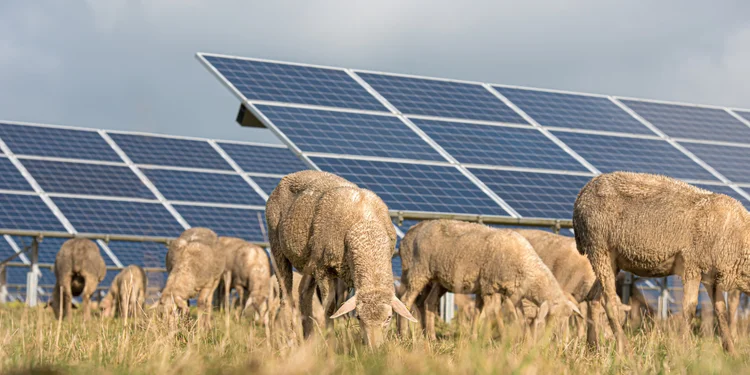 Crossroads Solar Grazing Center