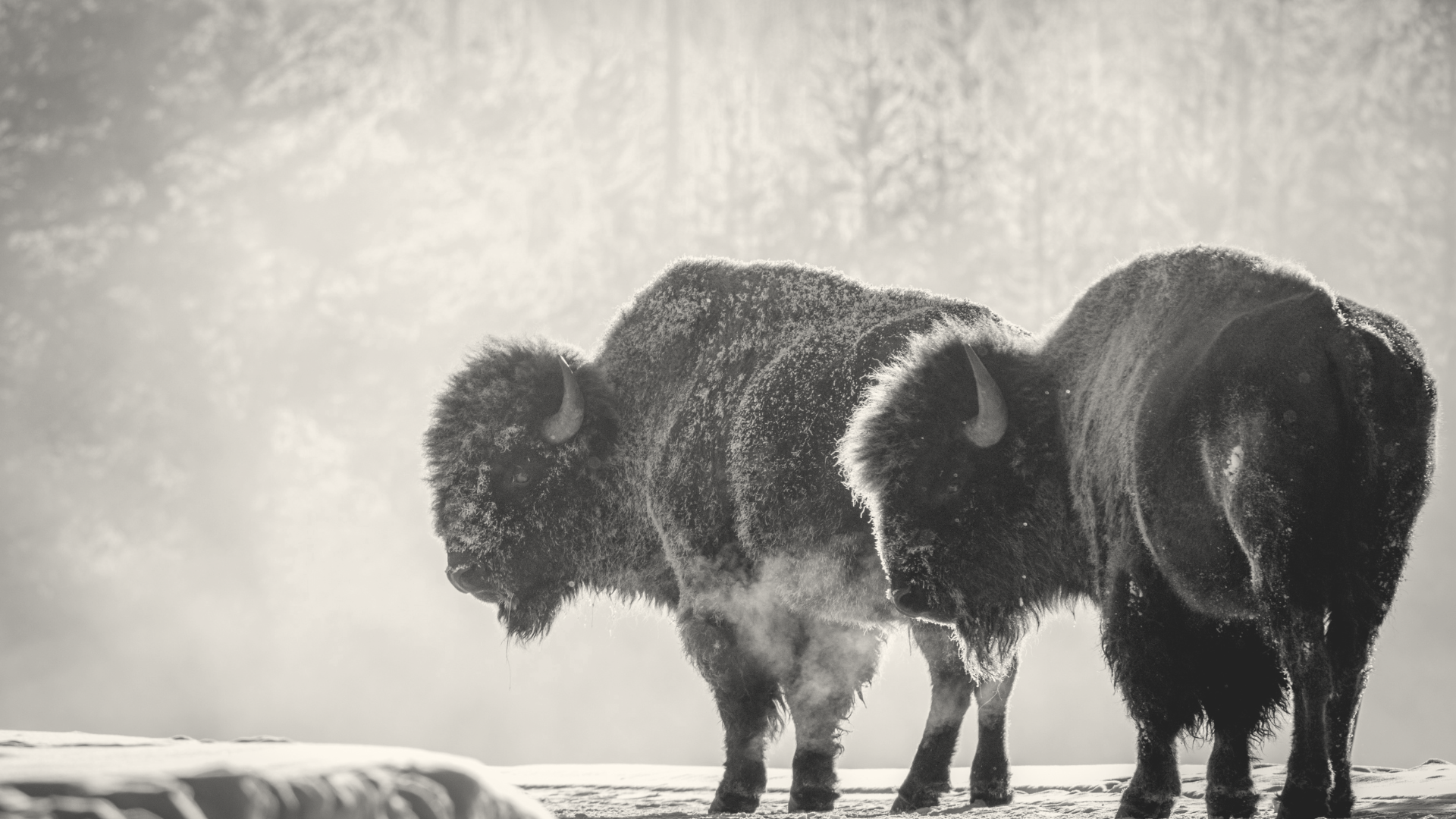 Yellowstone Beer Company | Enjoy Local Brews & Games - Visit Today