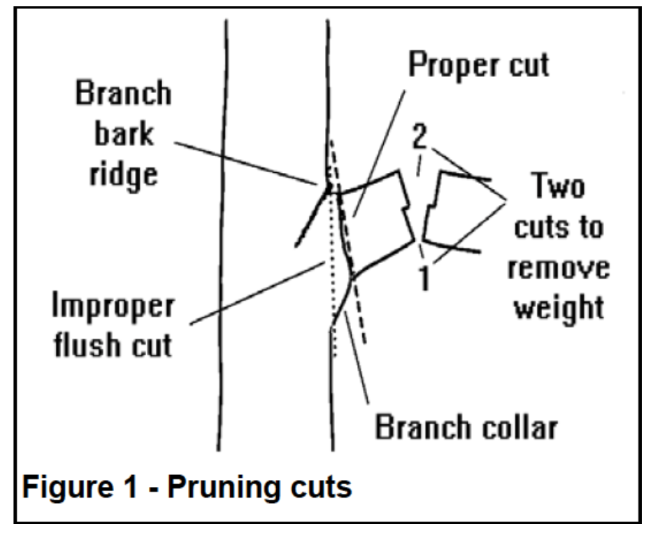Winter Pruning Tips for Trees — Jensen Gardens