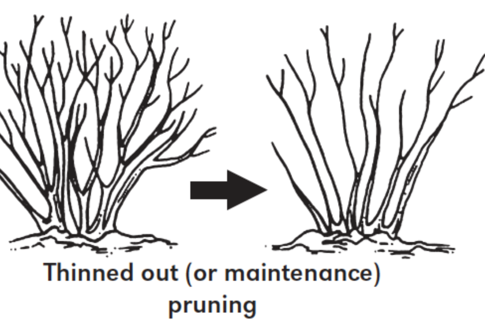When Should you Prune Your Shrubs? — Jensen Gardens