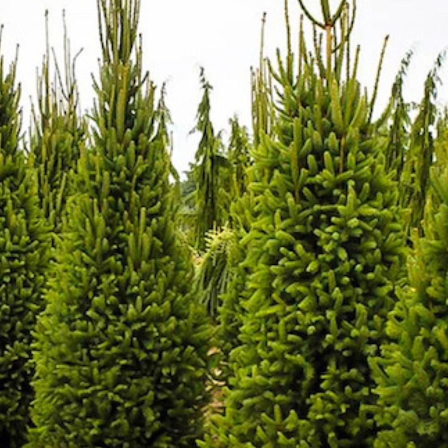 Jensen Gardens - Landscaping Omaha for over 20 Years