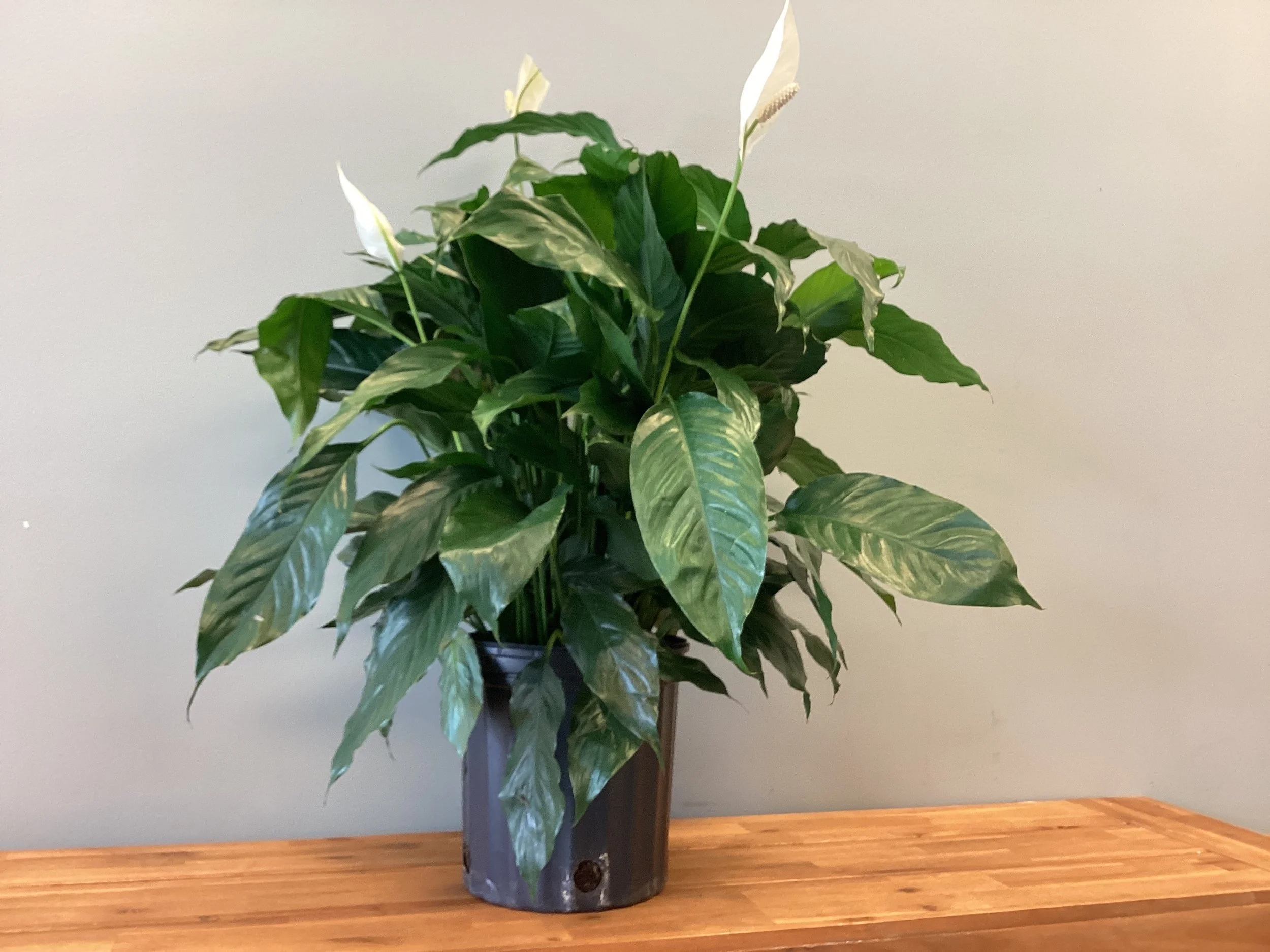 Omaha Flower Delivery | Omaha Same Day Florist - Raavis Flowers and Gifts