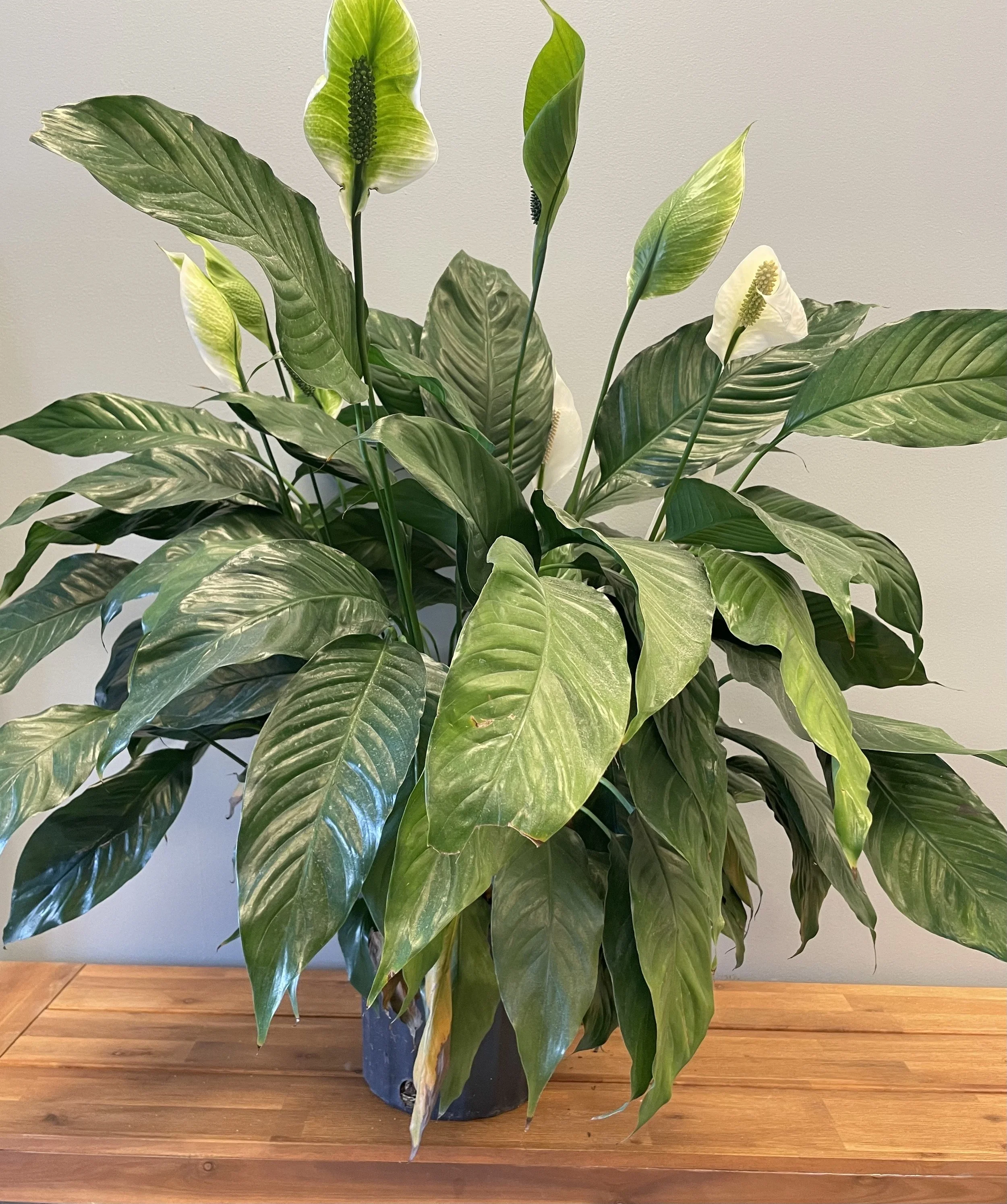 Omaha Flower Delivery | Omaha Same Day Florist - Raavis Flowers and Gifts