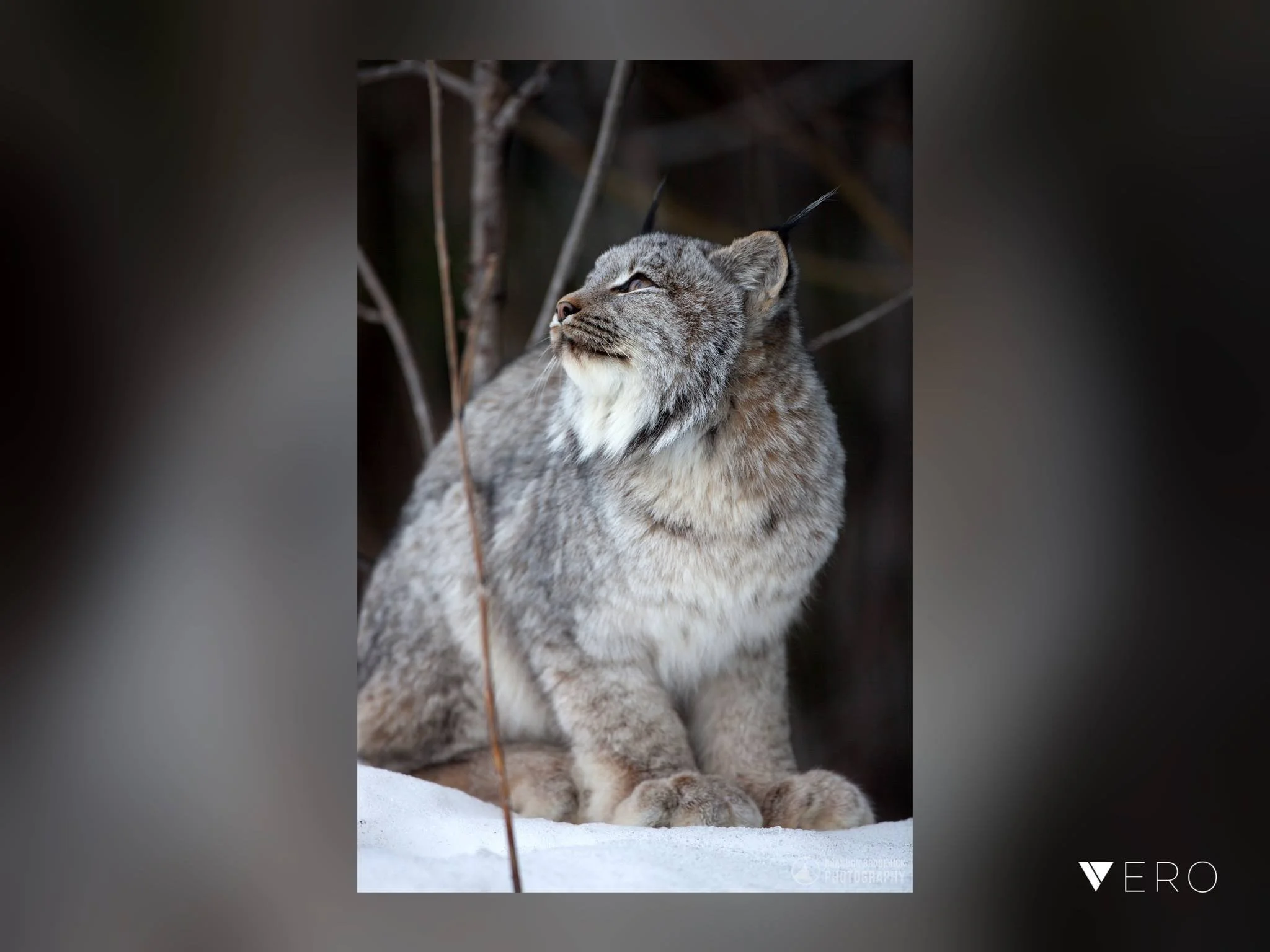 Canada Lynx | Capture Canada Lynx Now — Focus Photo Tours