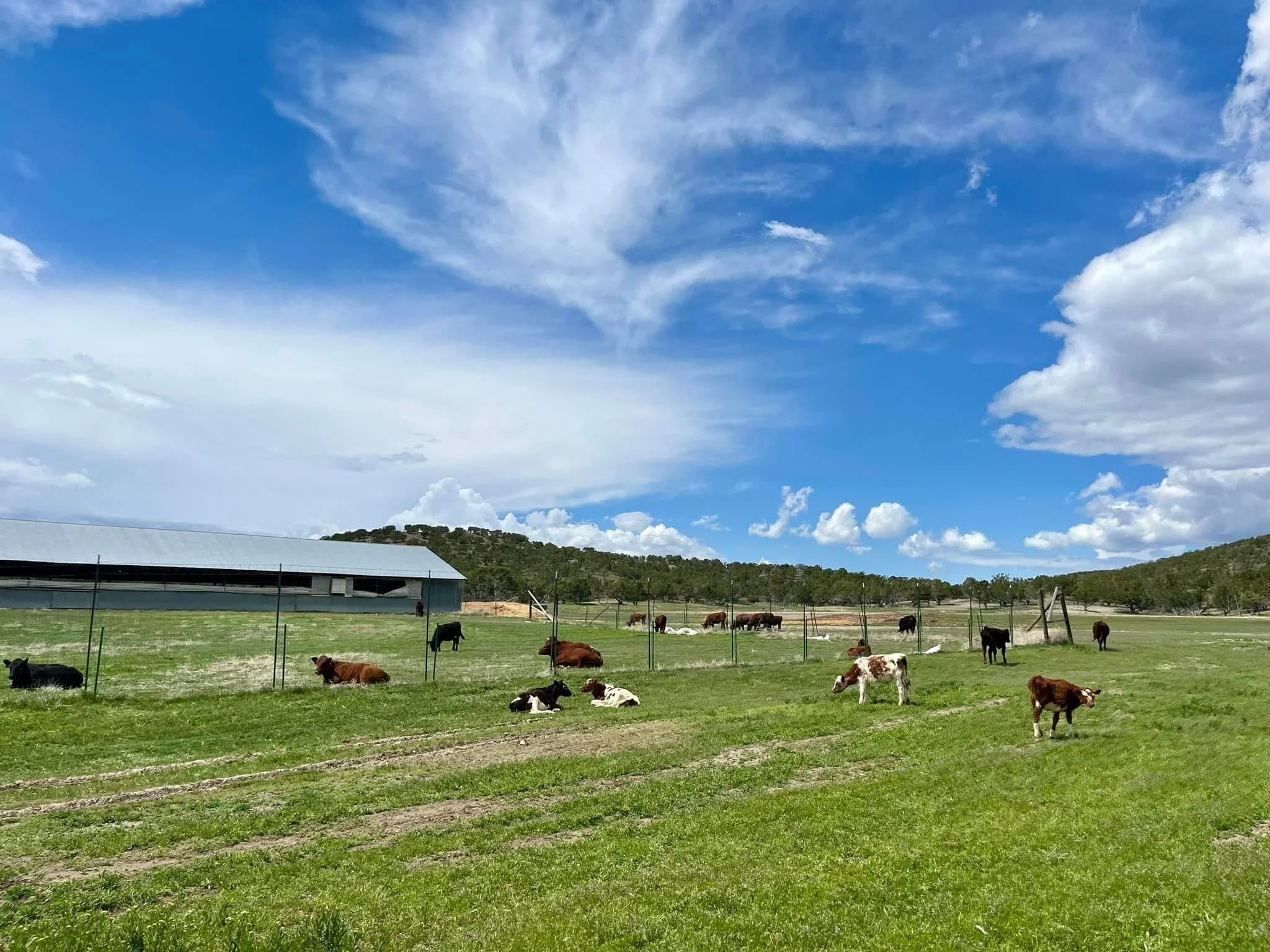 Circle K Farms LLC | Grass-Fed Beef | Grass-Fed Lamb | Farm-Fresh Pork | Moroni, UT
