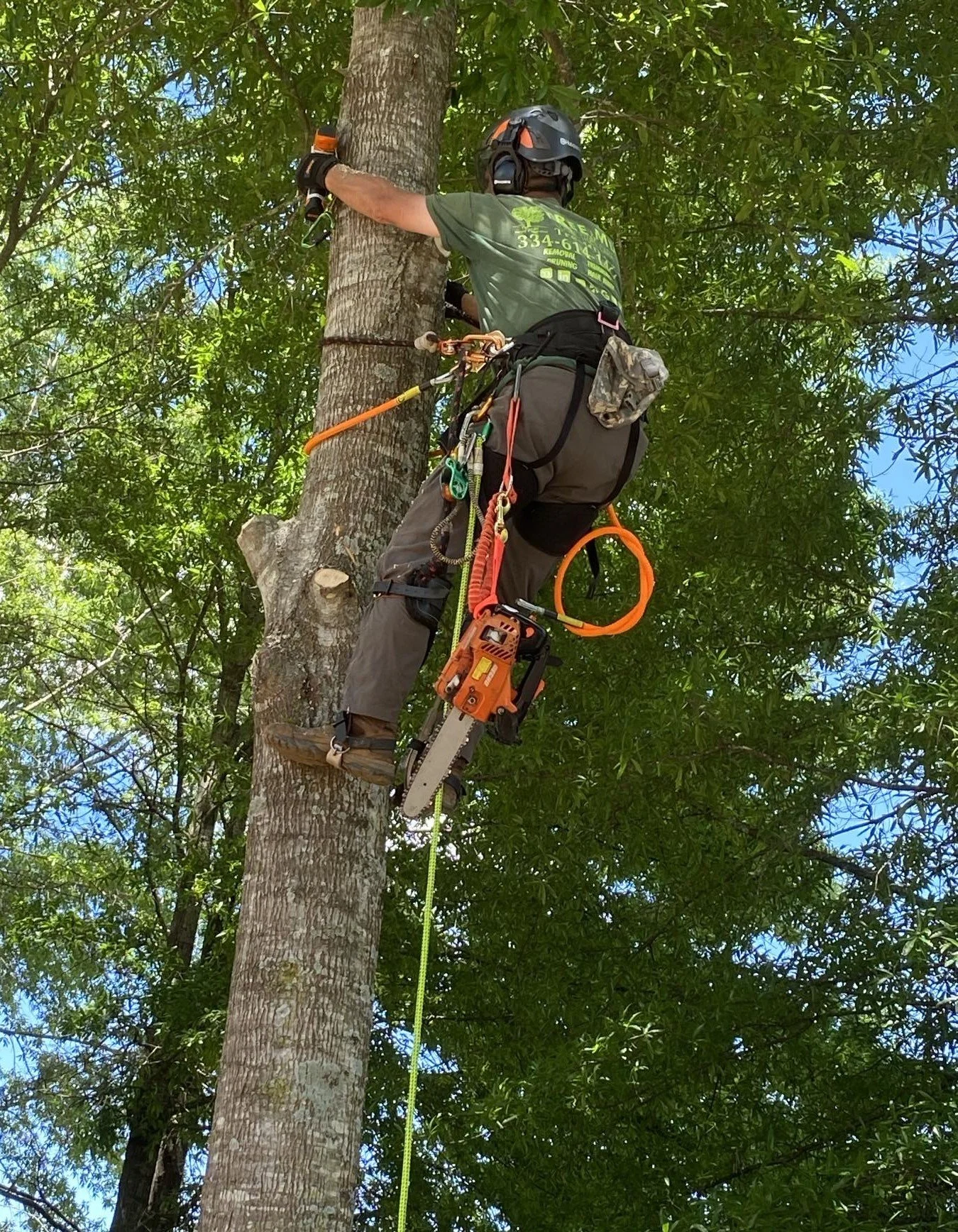 TreeMDLocalTreeCare | Disabled Veteran owned Tree service