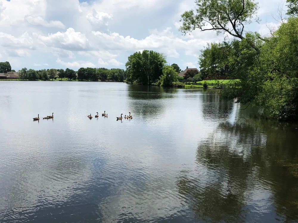 Lake Ida Events & Fine Arts