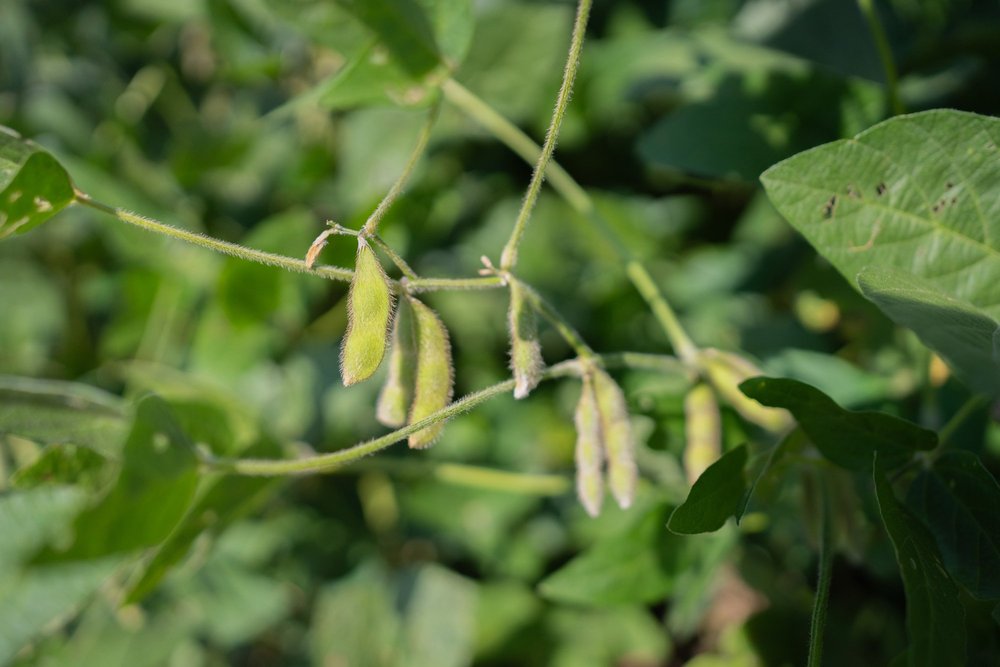 Checkoff at Work — Tennessee Soy