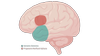Language Subtypes — FRONTIER FTD Research Group
