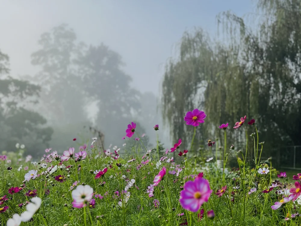 Fresh Flowers, Produce, Pick Your own flower events, workshops & more ...
