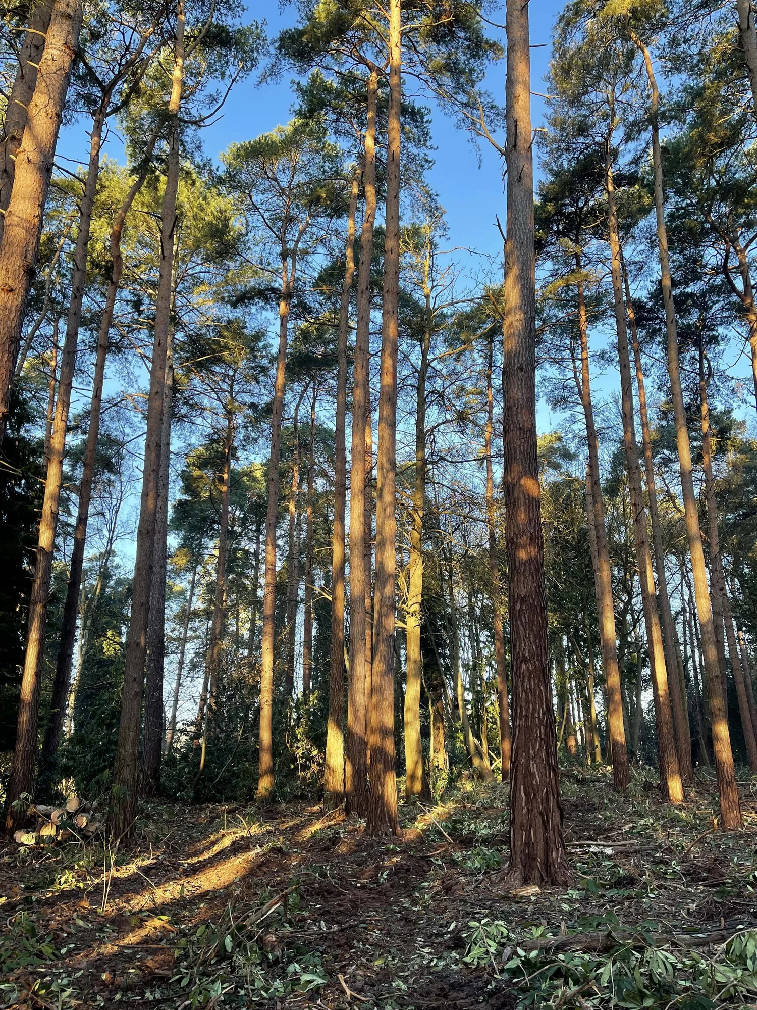 Understanding BS5837 - Trees in Relation to Design, Demolition ...