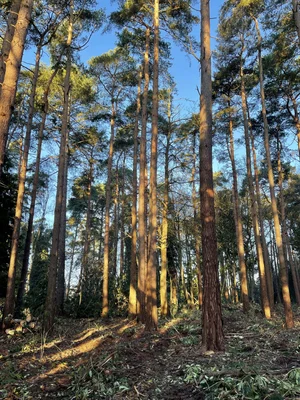 Understanding BS5837 - Trees in Relation to Design, Demolition ...