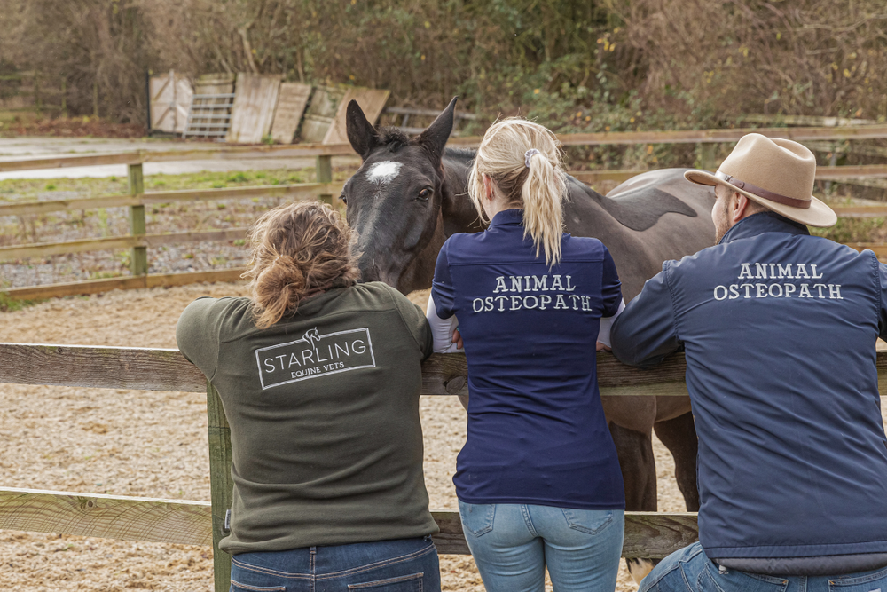 Contact Starling Equine Vets | Independent Equine Vets in Ipswich ...