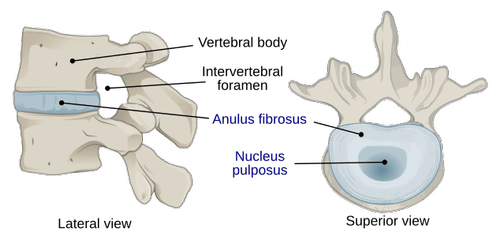 Spinal Discs Explained: Structure, Injury, and How to Protect Your Back ...