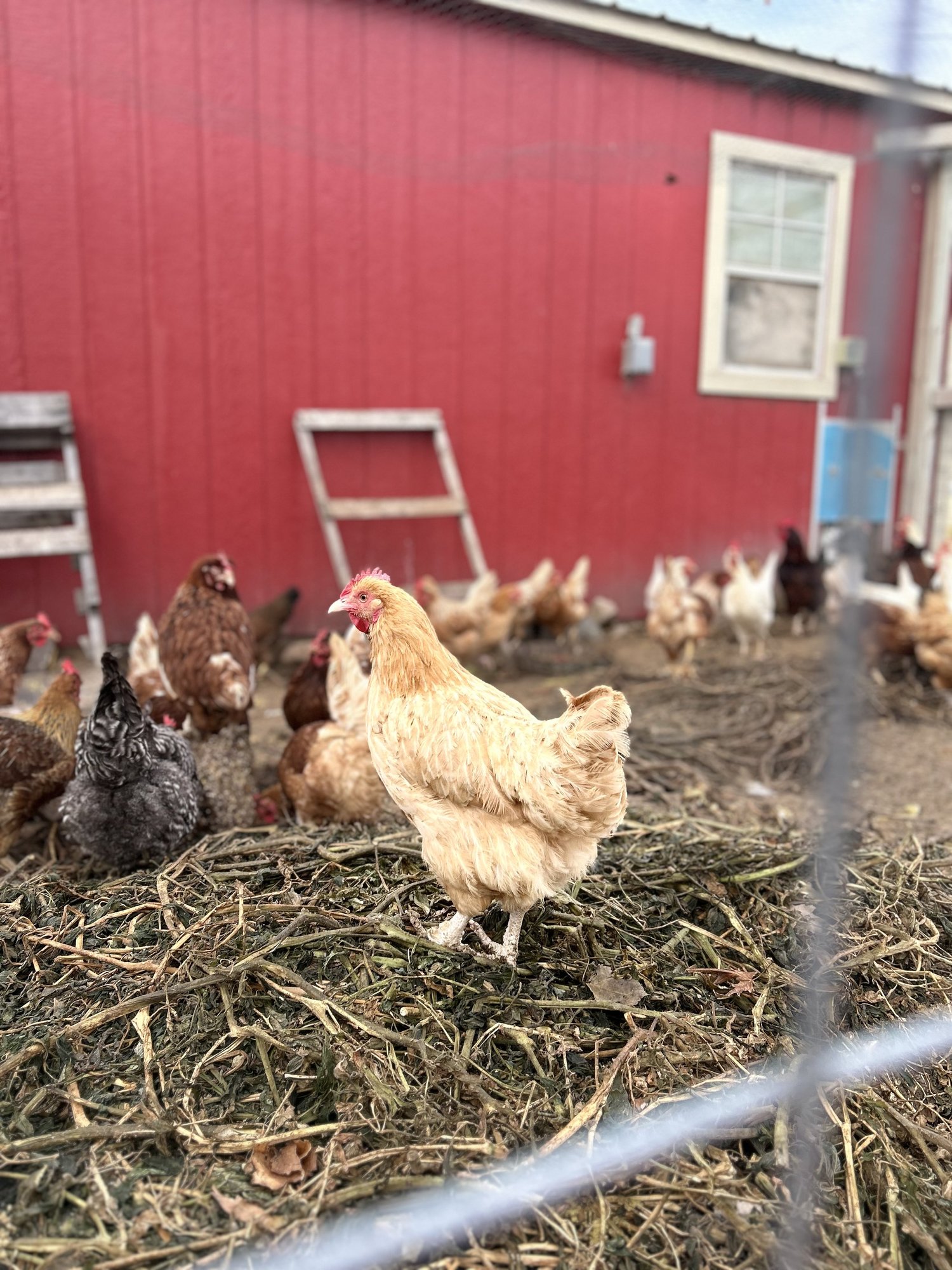 Septenary Farm | High-Quality Meats | Subscription Boxes | CSA | Pork ...