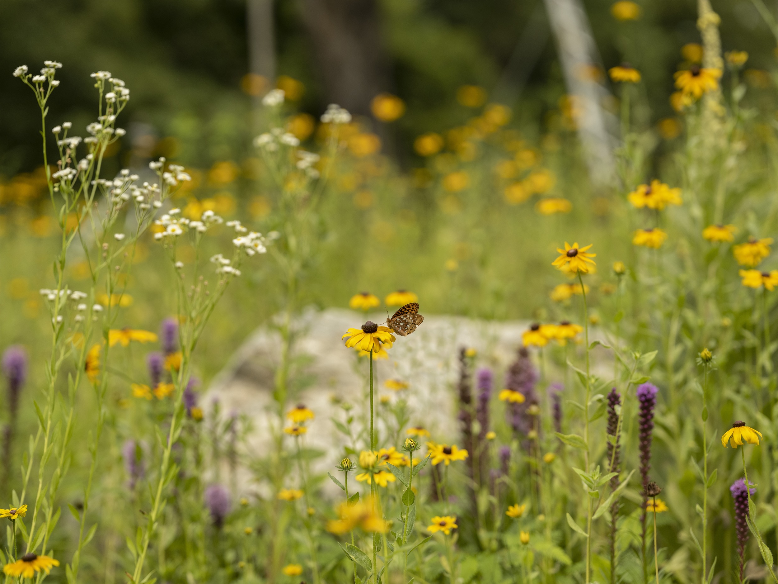 Artemis Landscape Architects, Inc. (Copy)
