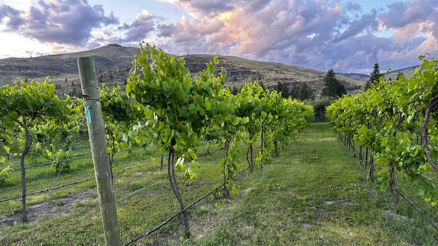 Montana Grape and Wine Association