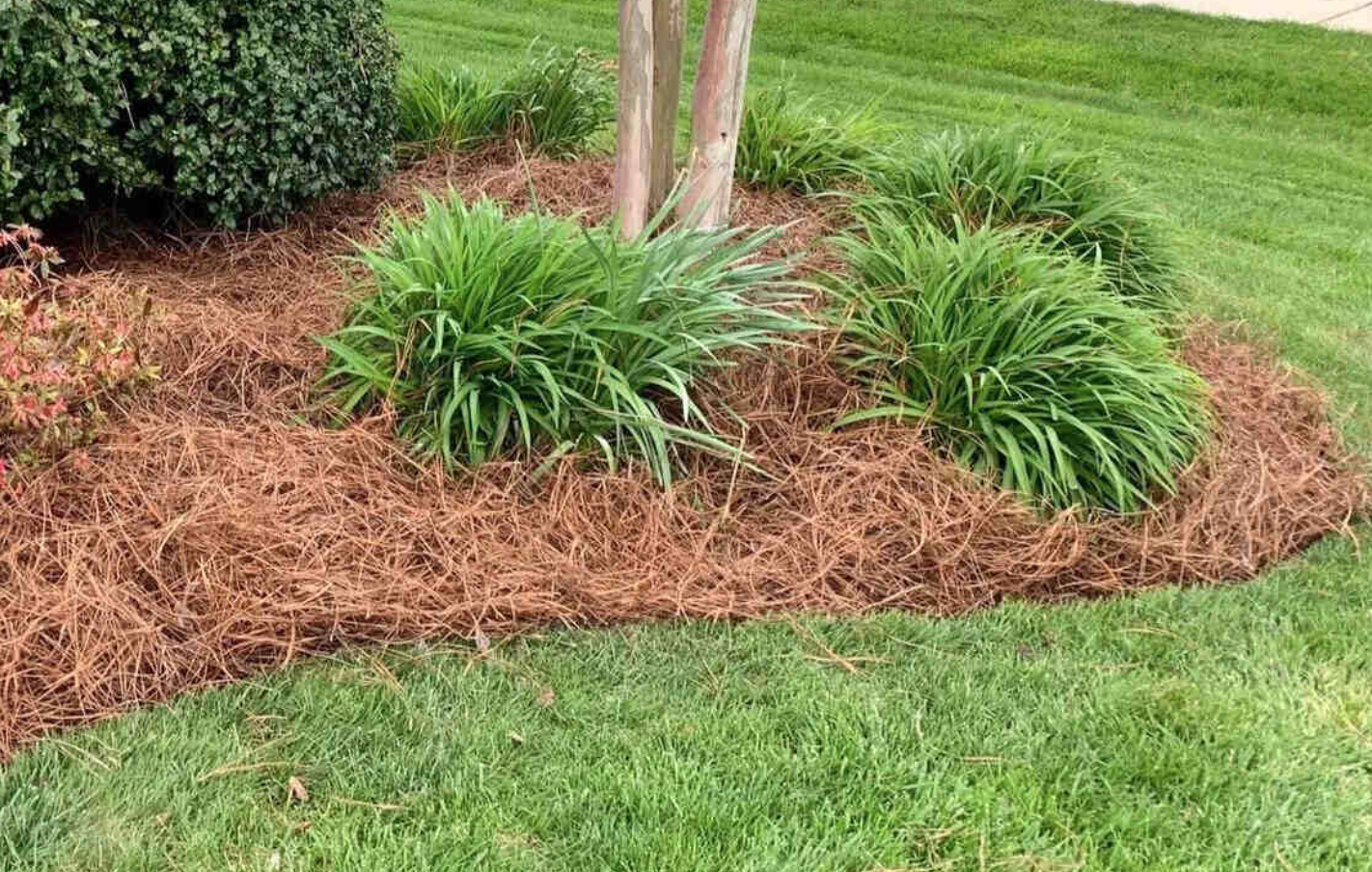 Monster Pine Straw | Metro Atlanta & All of North Georgia