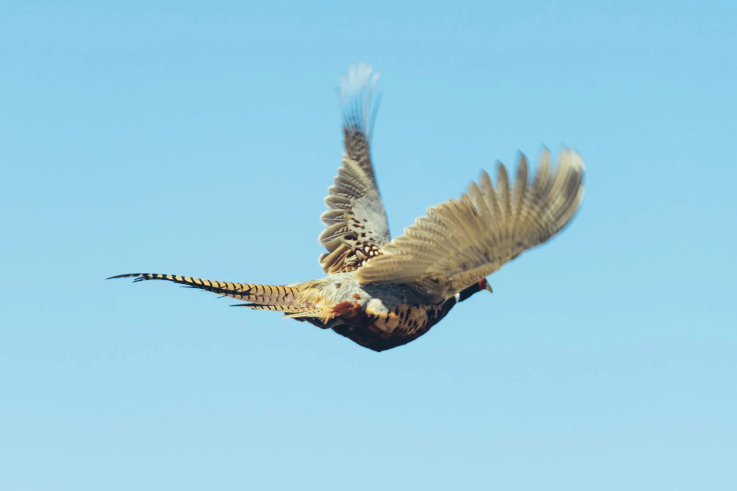 About The Hunt — Wings of Freedom