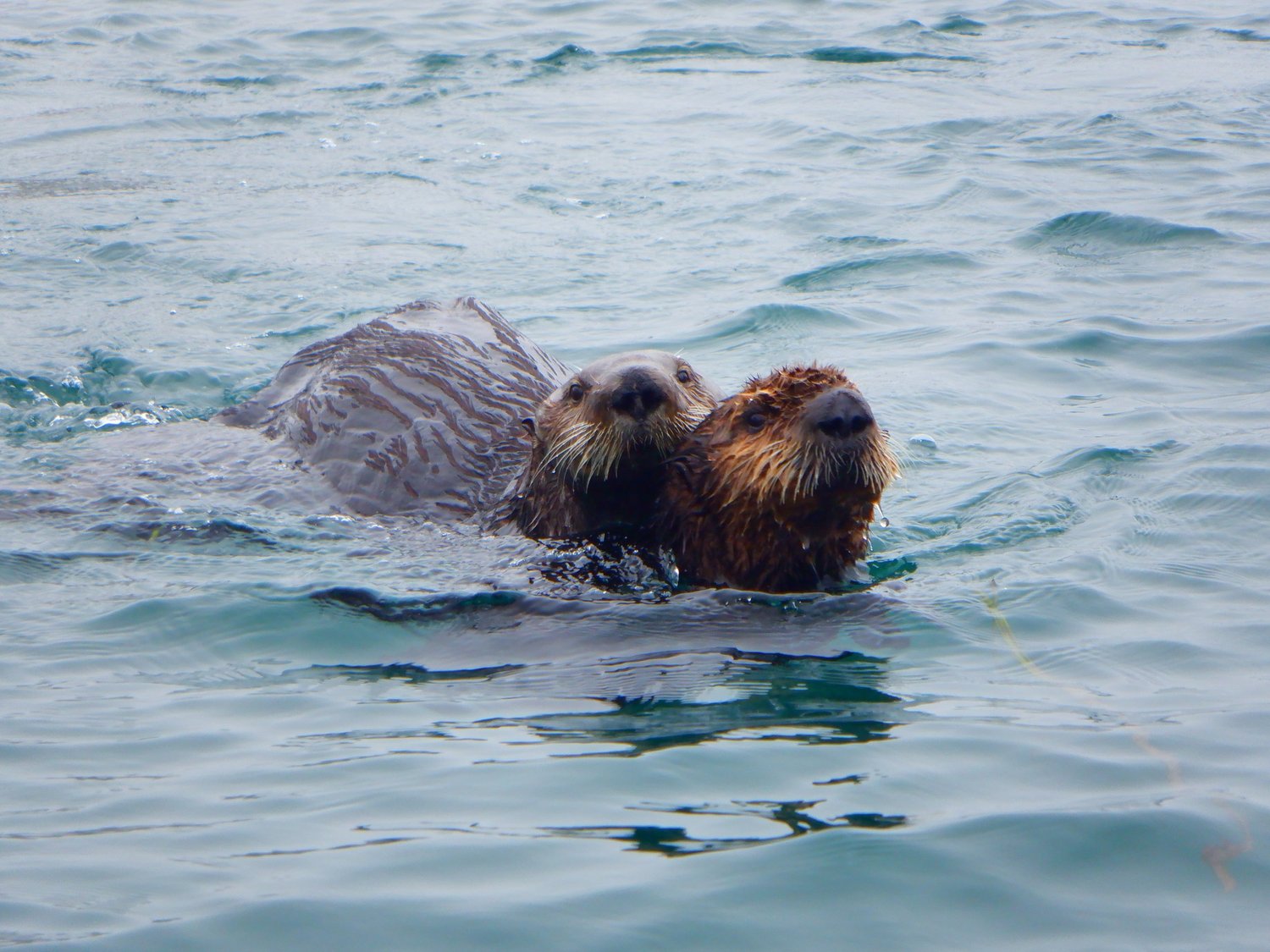 Morro Bay Wildlife Tour | Book Your Adventure — Central Coast Kayaks