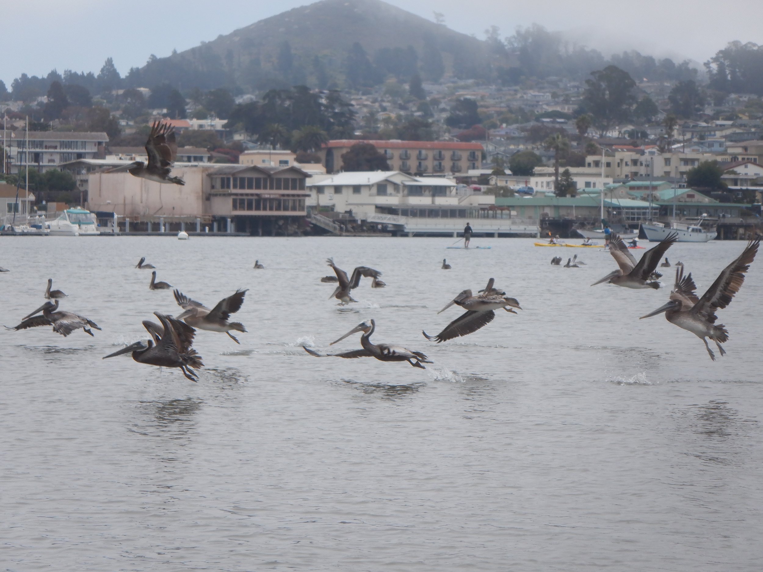 Morro Bay Wildlife Tour | Book Your Adventure — Central Coast Kayaks