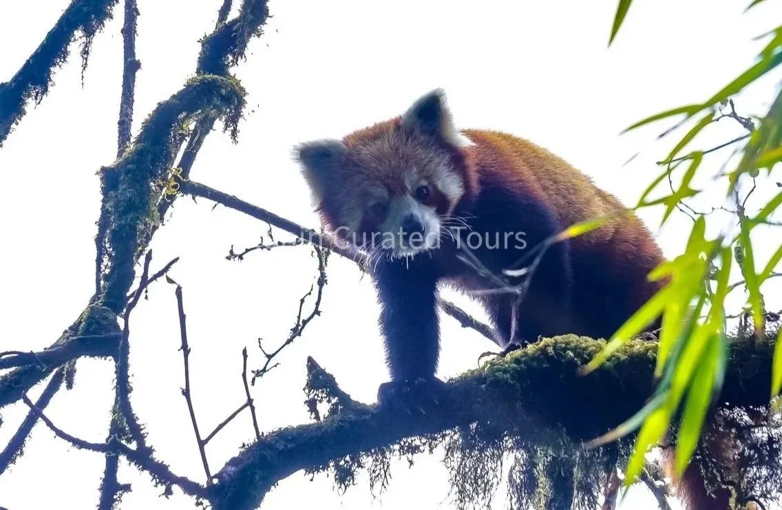 Red Panda Expedition in Nepal: Tracking the Himalayan Firefox with ...