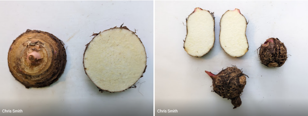 Taro Variety List — Utopian Seed Project