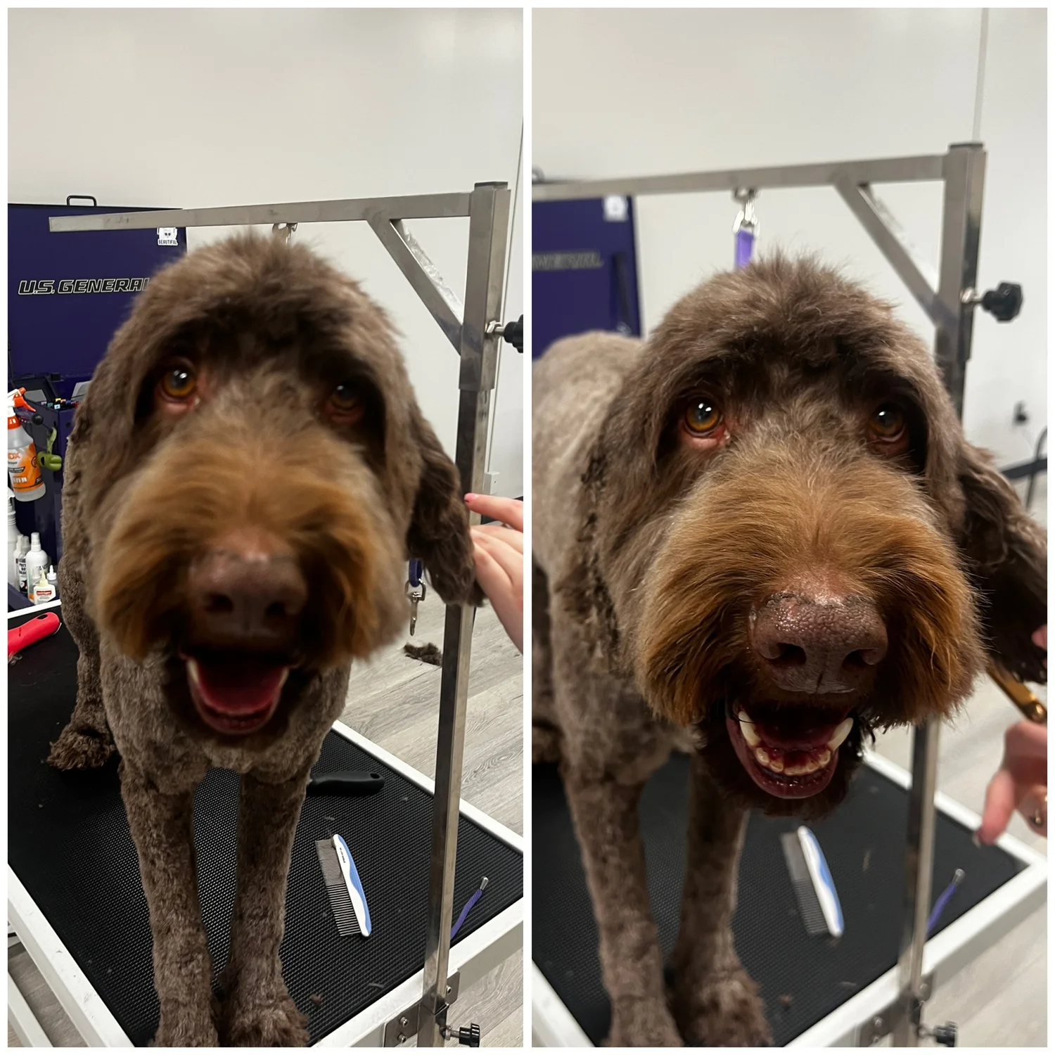 Gallery 1 — Furalicious Luxurious Pet Spa