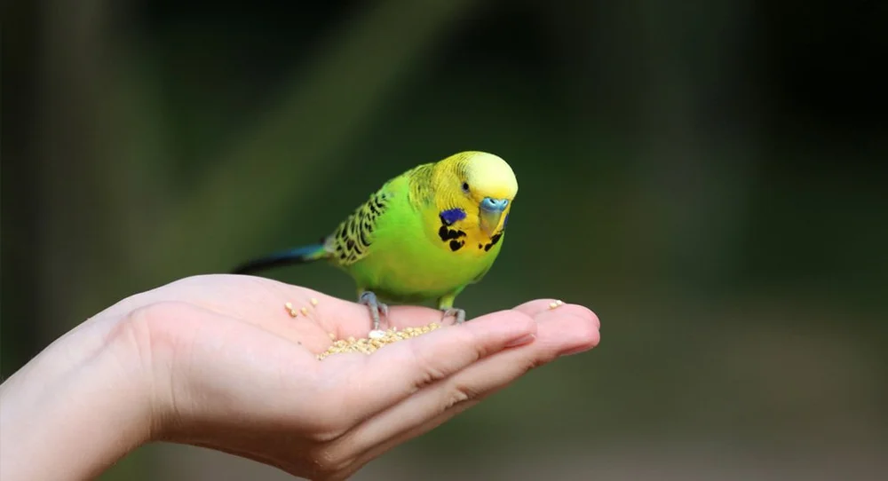 Arizona Parrots | Explore Parrot Paradise