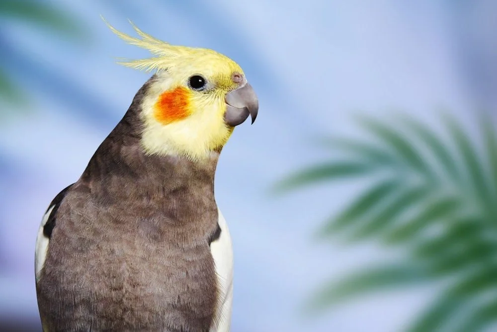 Availability | Check Our Latest Stock — Arizona Parrots