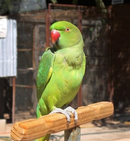 Availability | Check Our Latest Stock — Arizona Parrots