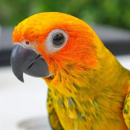 Arizona Parrots | Explore Parrot Paradise