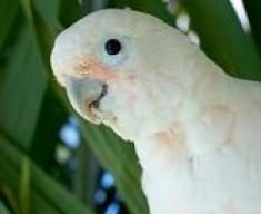 Availability | Check Our Latest Stock — Arizona Parrots