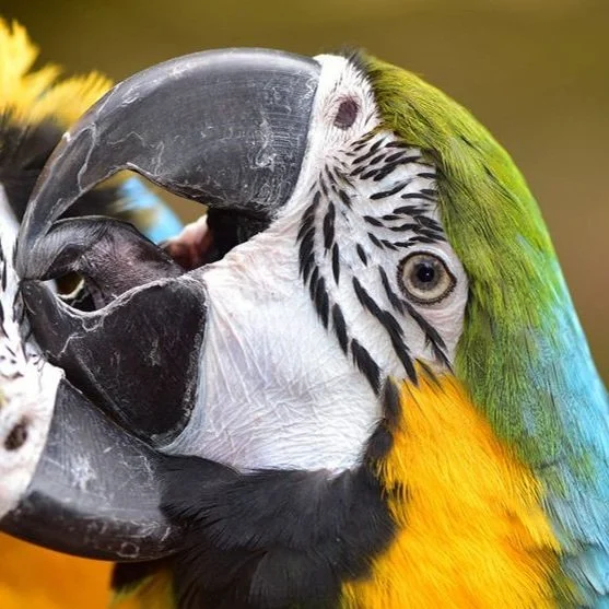 Arizona Parrots | Explore Parrot Paradise