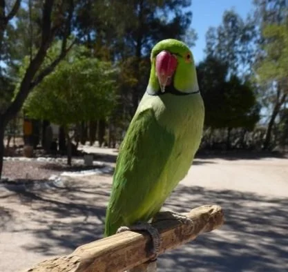 Availability | Check Our Latest Stock — Arizona Parrots