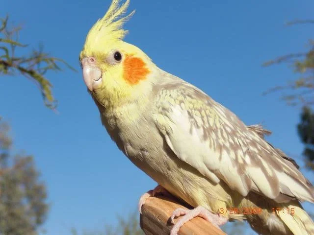 Availability | Check Our Latest Stock — Arizona Parrots