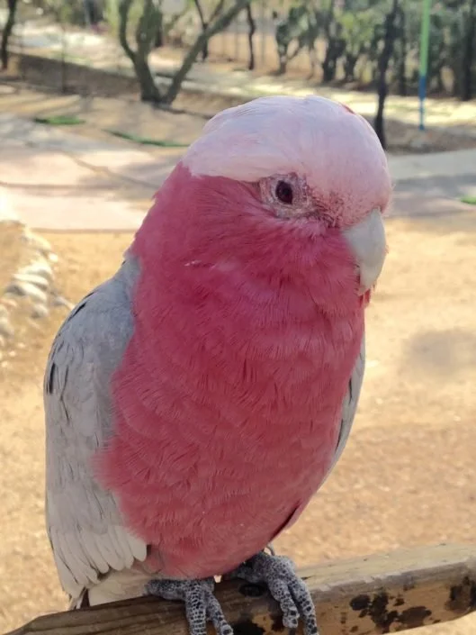 Availability | Check Our Latest Stock — Arizona Parrots