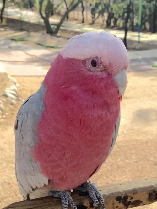 Availability | Check Our Latest Stock — Arizona Parrots